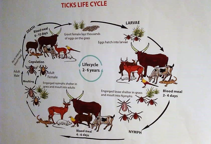 FAO Holds Stakeholder’s Workshop On Ticks – Jaguza Farm Support