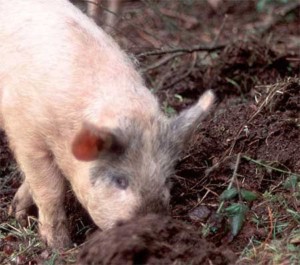 Understanding rooting in Pigs – Jaguza Farm Support