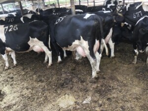 How to treat Foot rot in Cattle – Jaguza Farm Support