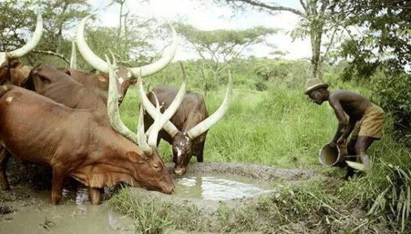 Tips on feeding cattle during drought – Jaguza Farm Support